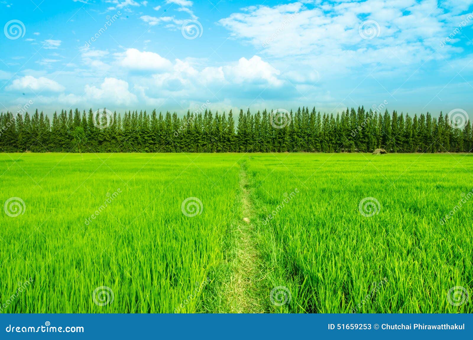 Rice Field Green Grass Blue Sky Landscape Stock Image - Image of ...