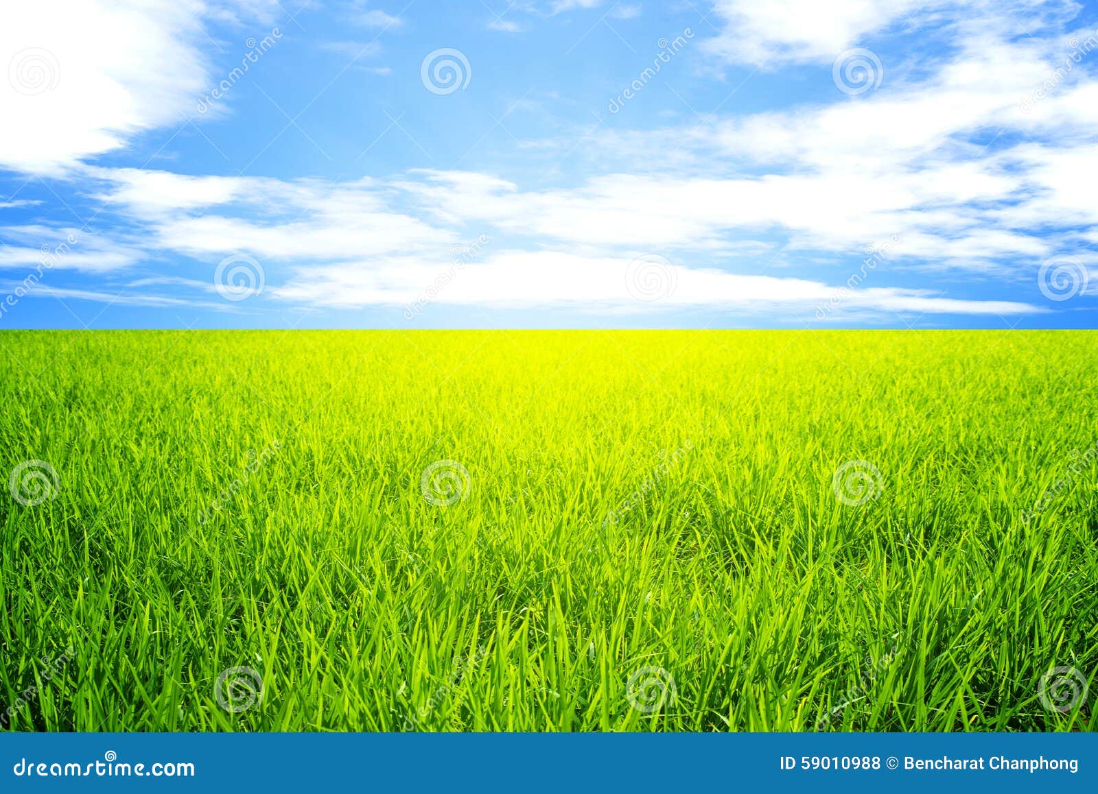 Rice Field Green Grass Blue Sky Landscape Stock Photo - Image of ...