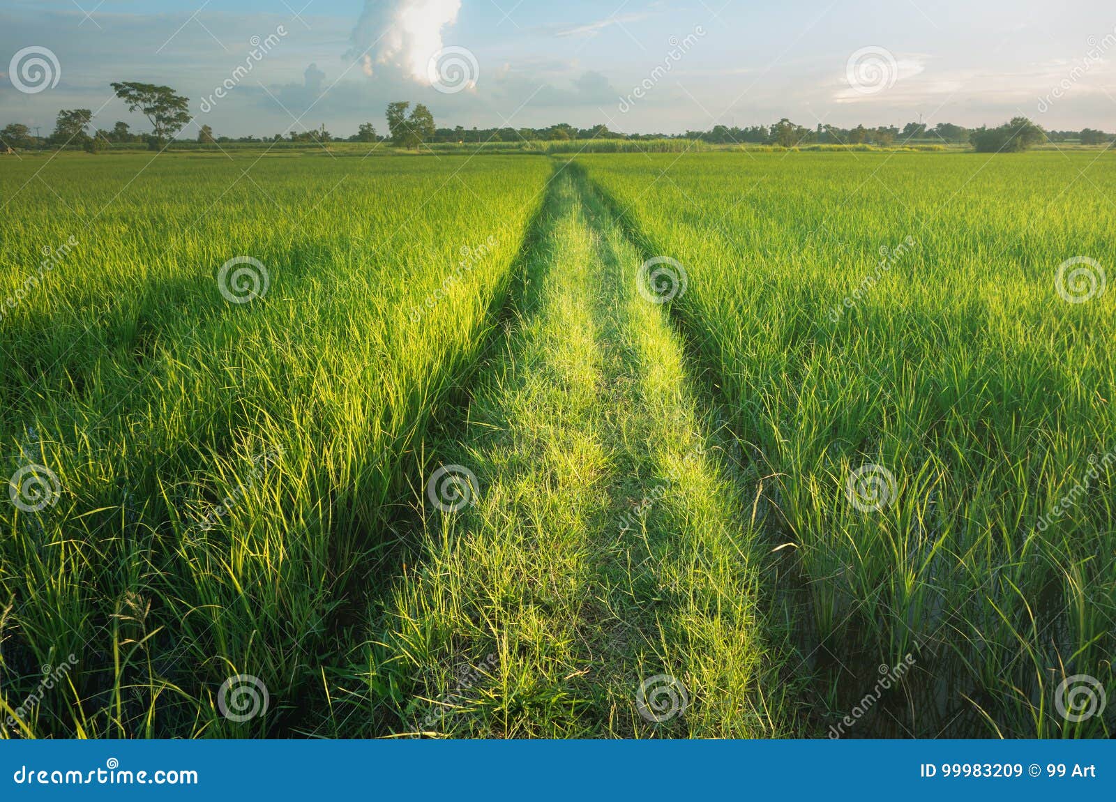 Rice Field Green Grass Road Nature Landscape Background. Stock Image ...