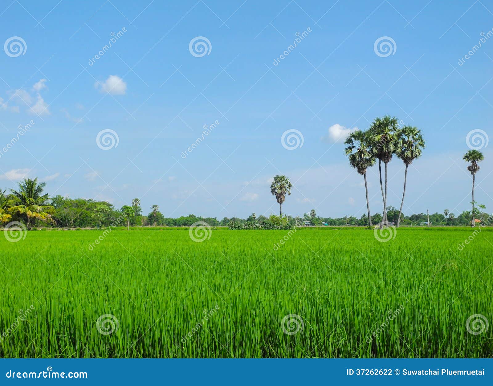 Rice field green grass stock photo. Image of farmland - 37262622