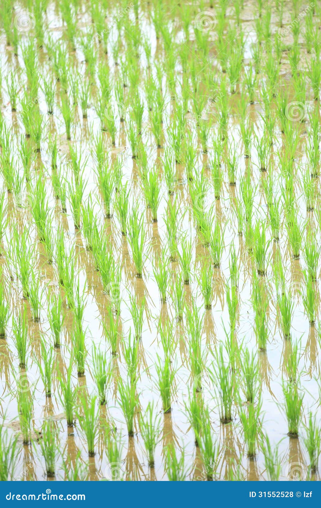 Rice field stock photo. Image of plant, water, grass - 31552528