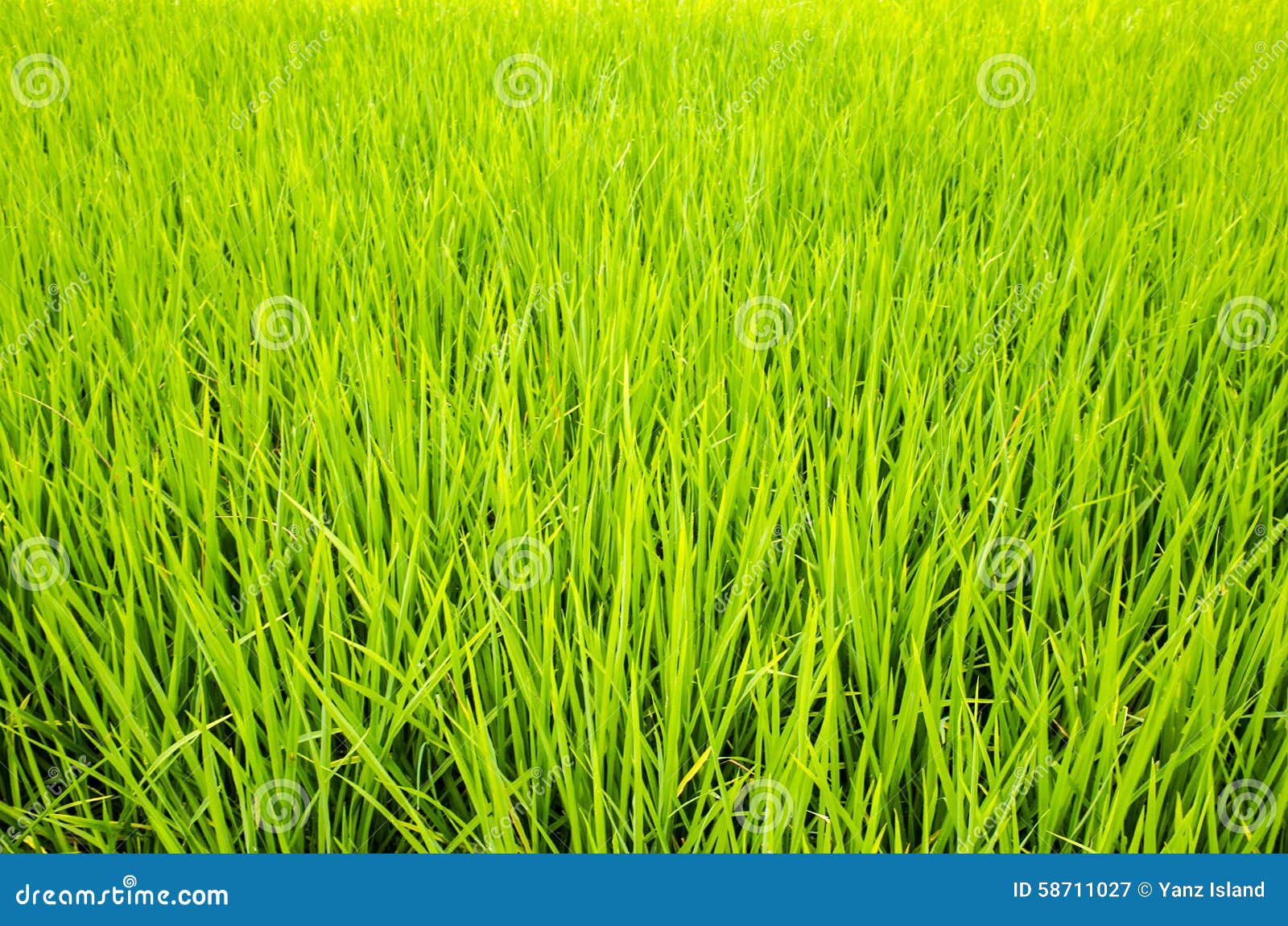 Rice field stock image. Image of rice, harvest, spring - 58711027