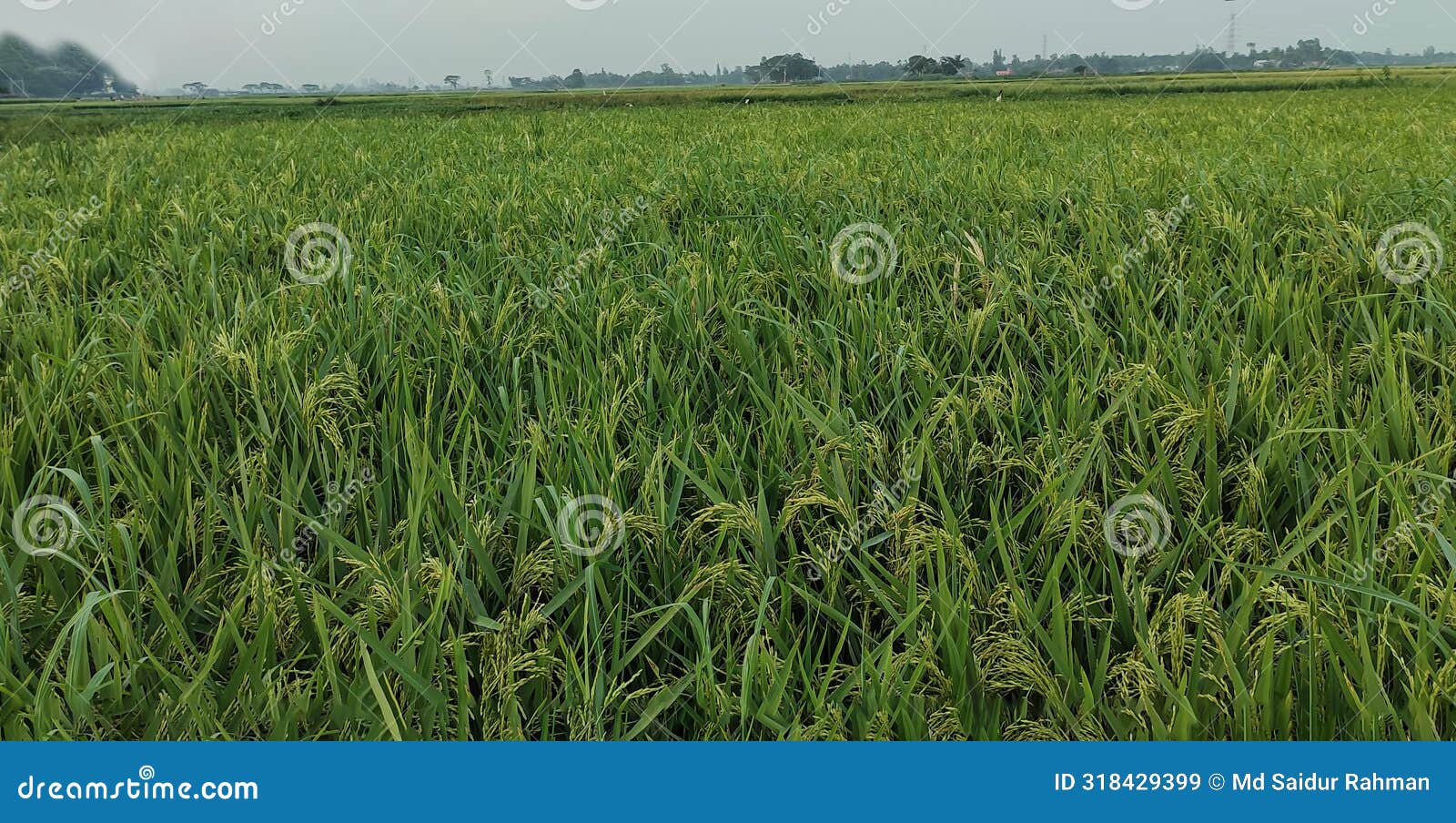 A Rice Field of Green Rice with Trees in the Background, Rice Field on ...