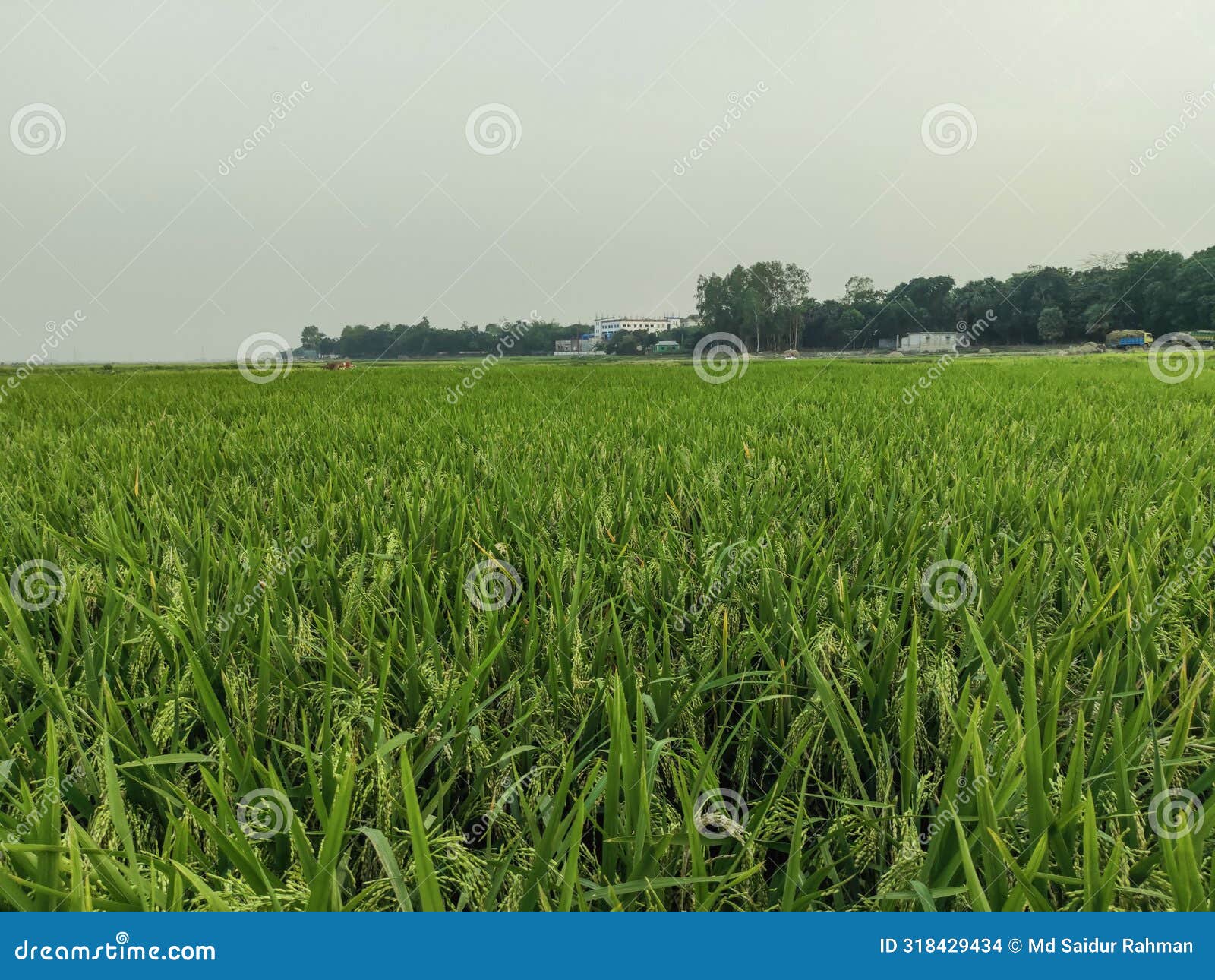A Rice Field of Green Rice with Trees in the Background, Rice Field on ...
