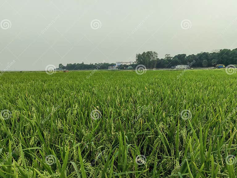 A Rice Field of Green Rice with Trees in the Background, Rice Field on ...