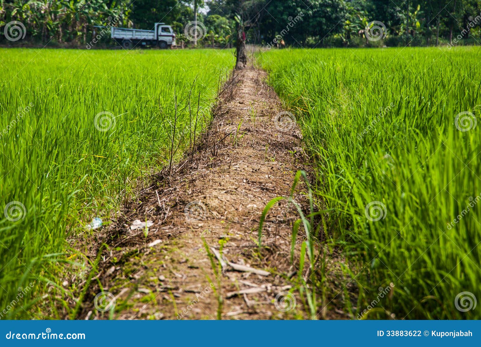 Rice field stock photo. Image of harvest, growing, nature - 33883622