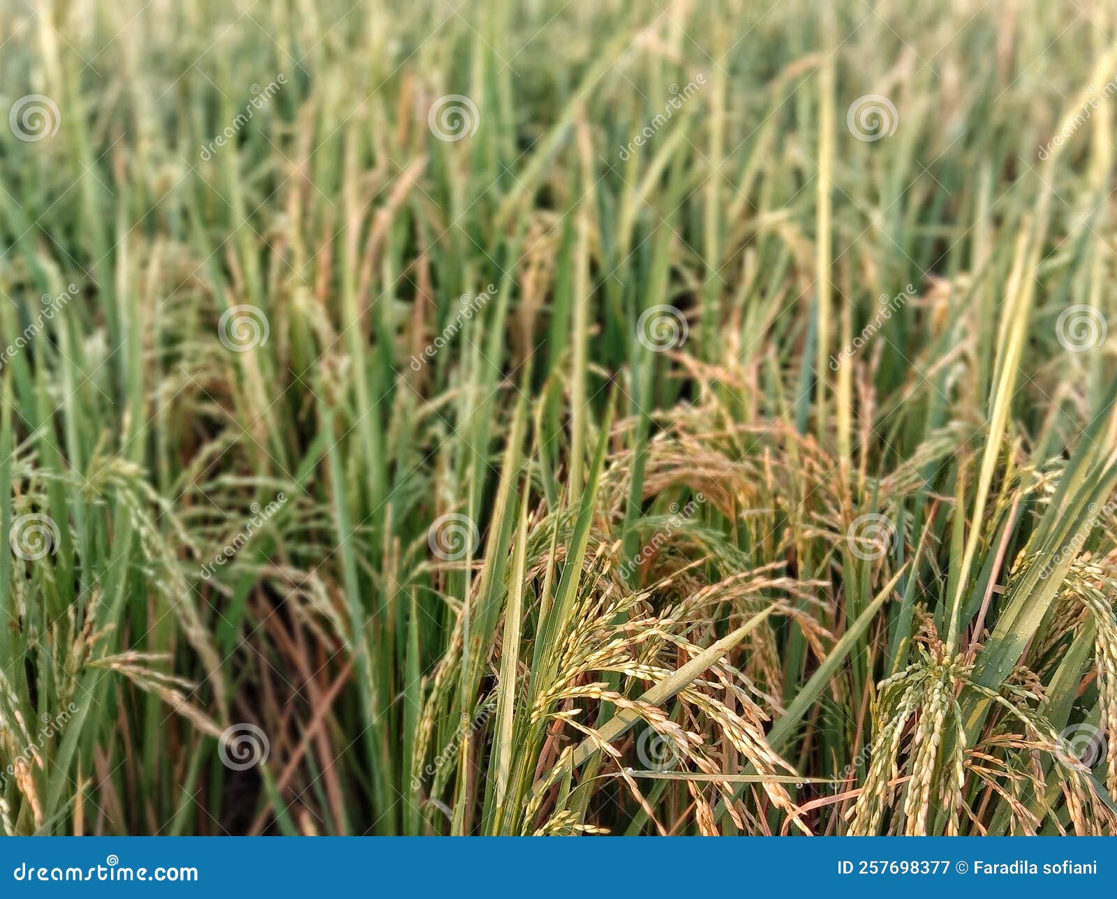 Rice in the Rice Field Grow Well and almost Harvested Stock Image ...