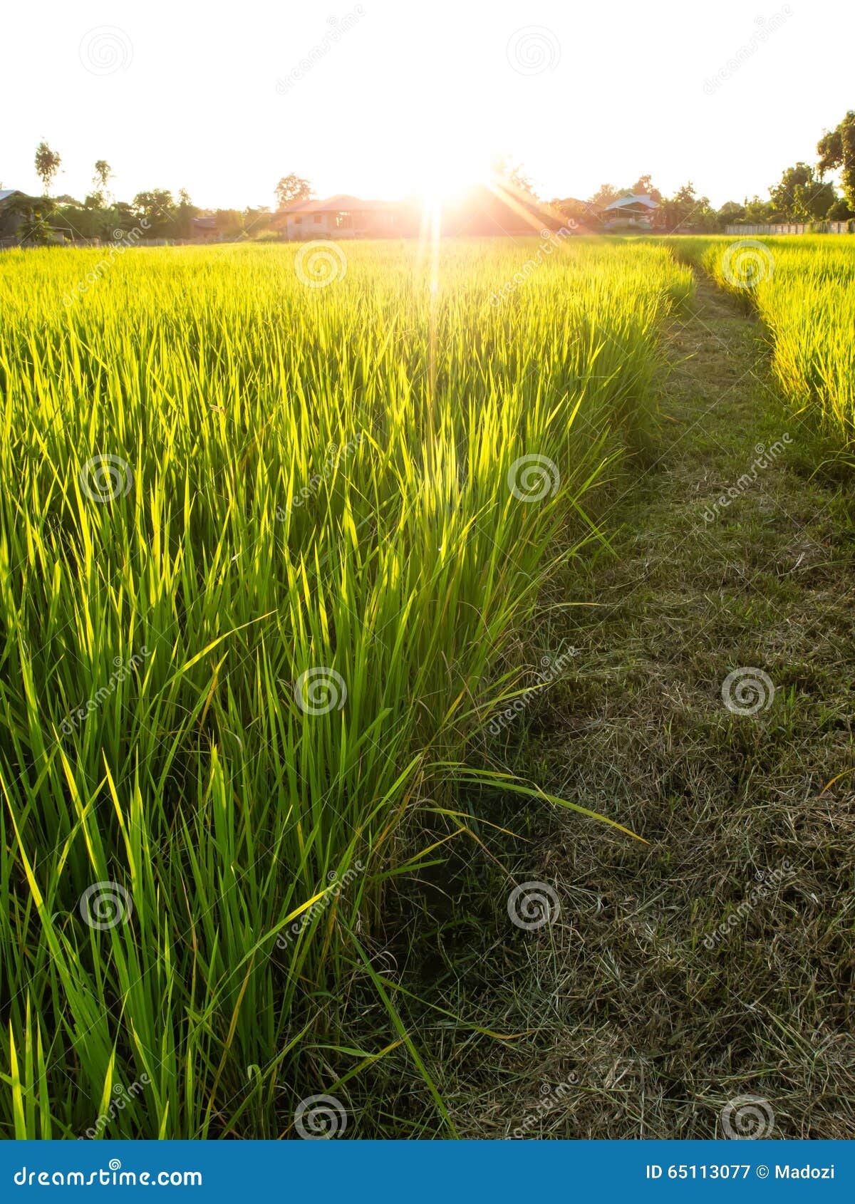 Rice field stock image. Image of growing, leaf, organic - 65113077