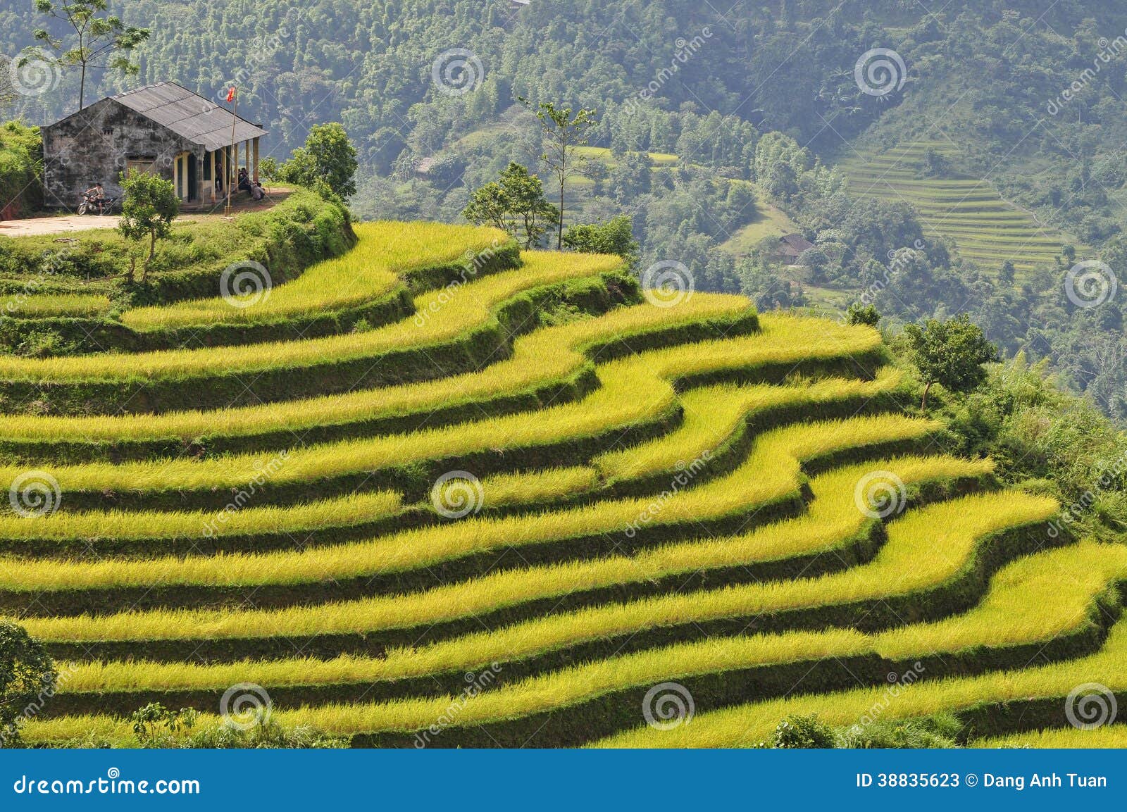 Rice field in Ha Giang stock image. Image of travel, giang - 38835623