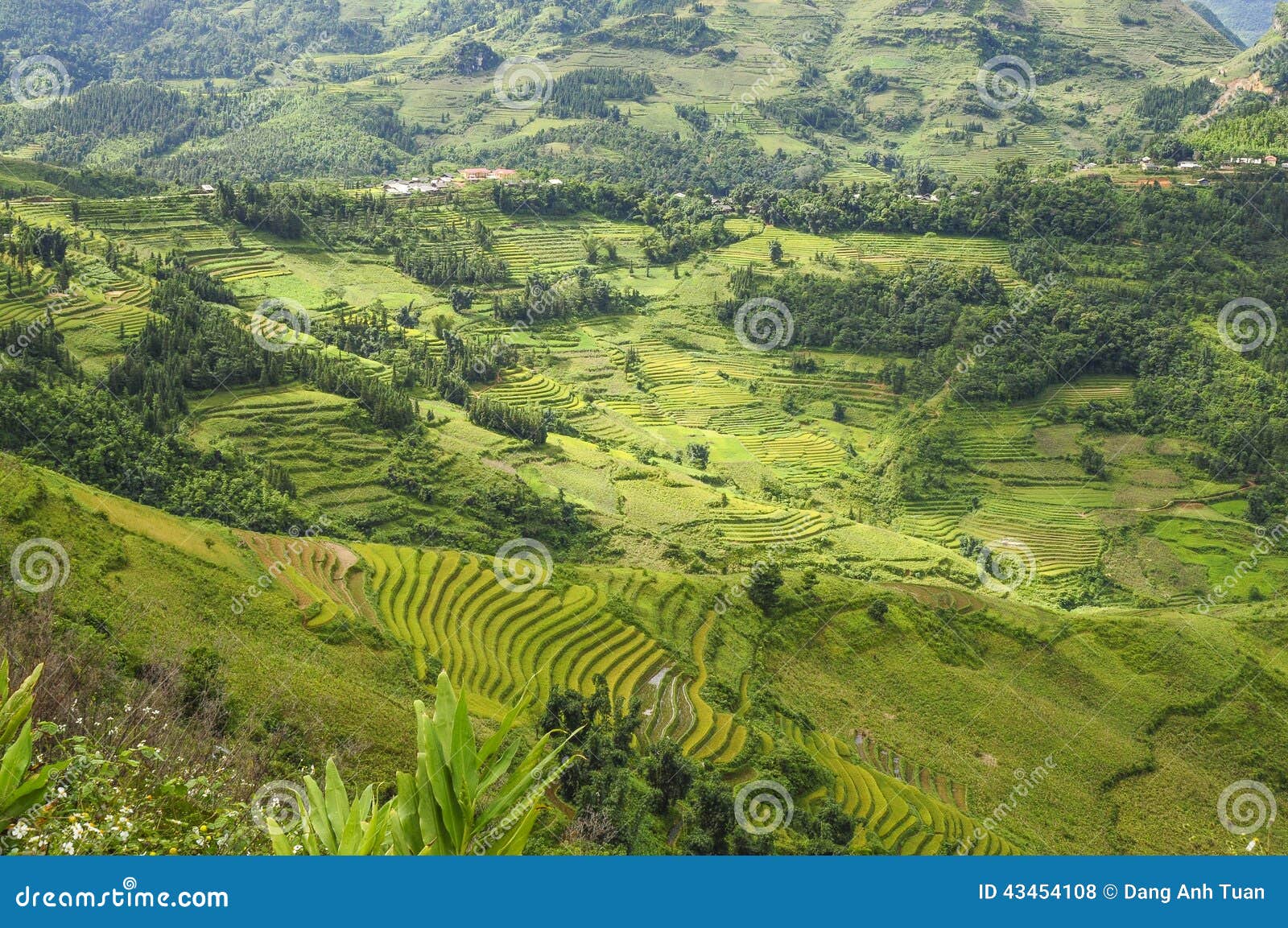 Rice field in Ha Giang stock photo. Image of tree, grass - 43454108
