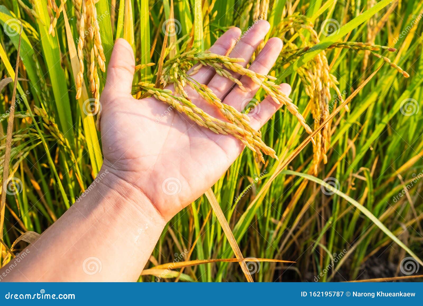 The Rice Field in the Hands of Farmers Stock Image - Image of ...