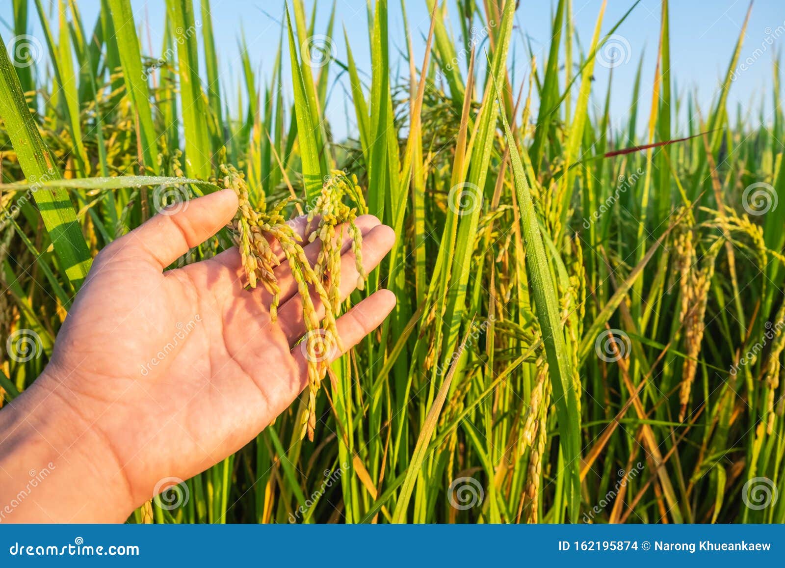 The Rice Field in the Hands of Farmers Stock Photo - Image of farmland ...