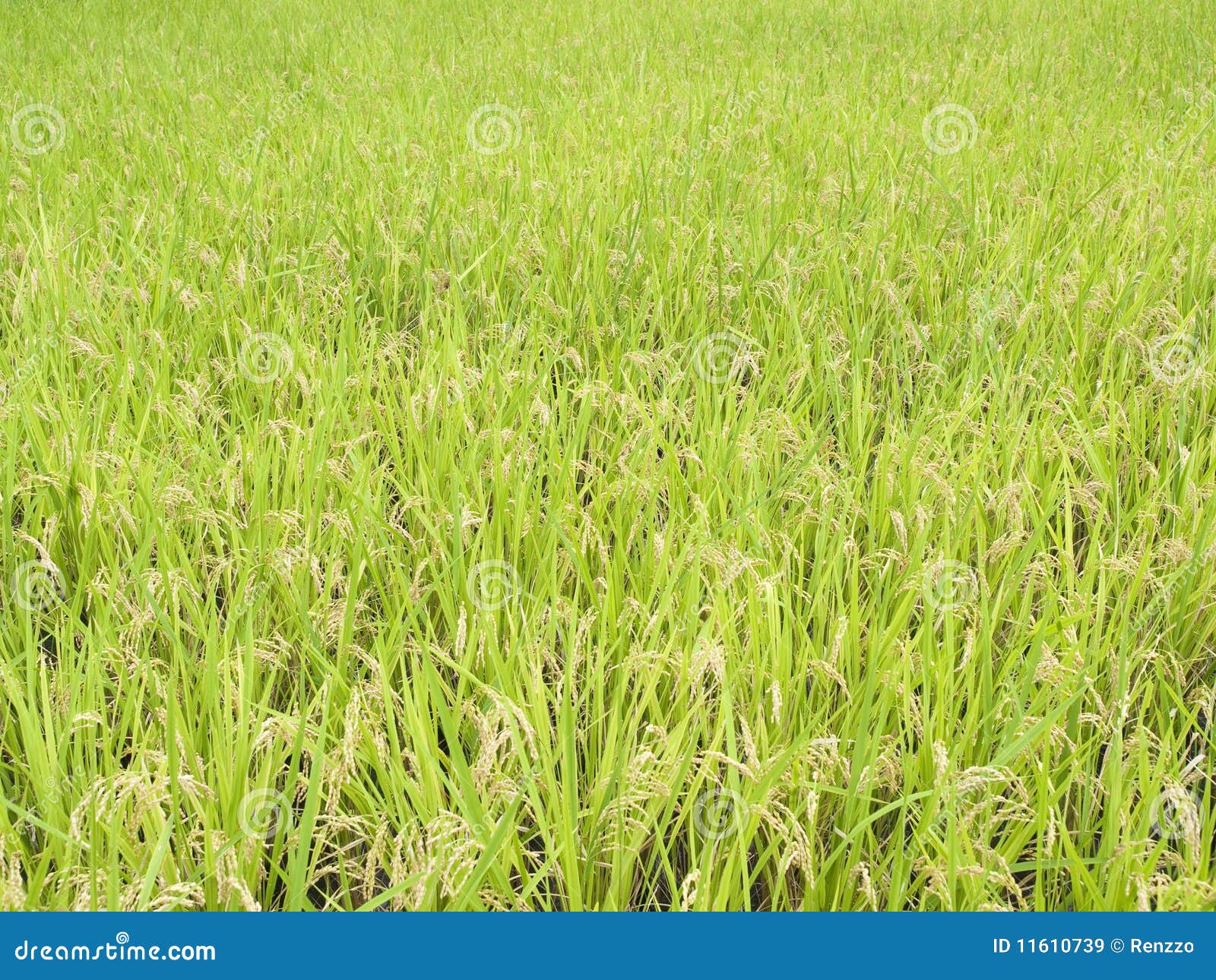 Rice field before harvest stock image. Image of asia - 11610739