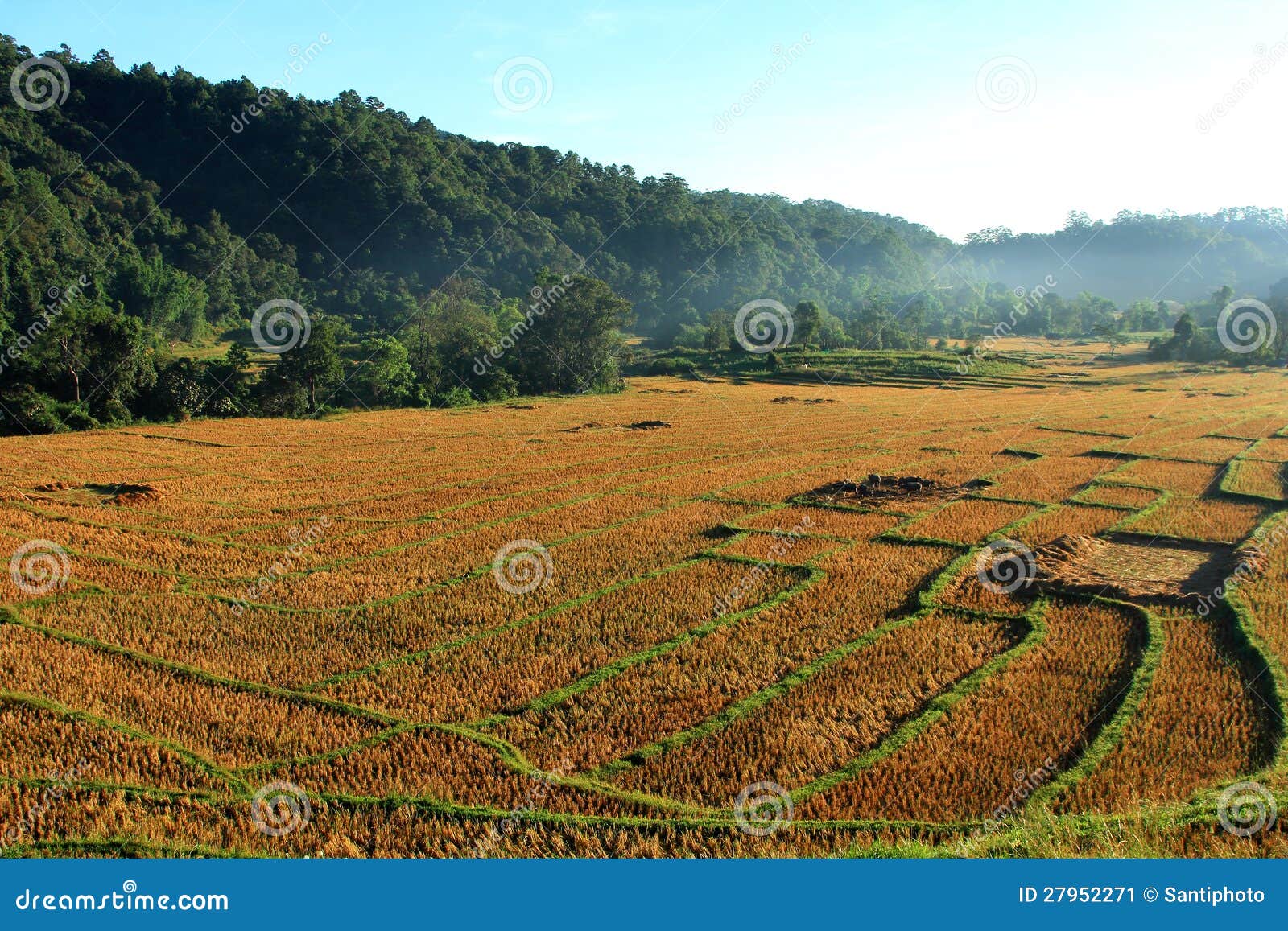 Rice field after harvest stock image. Image of landscape - 27952271
