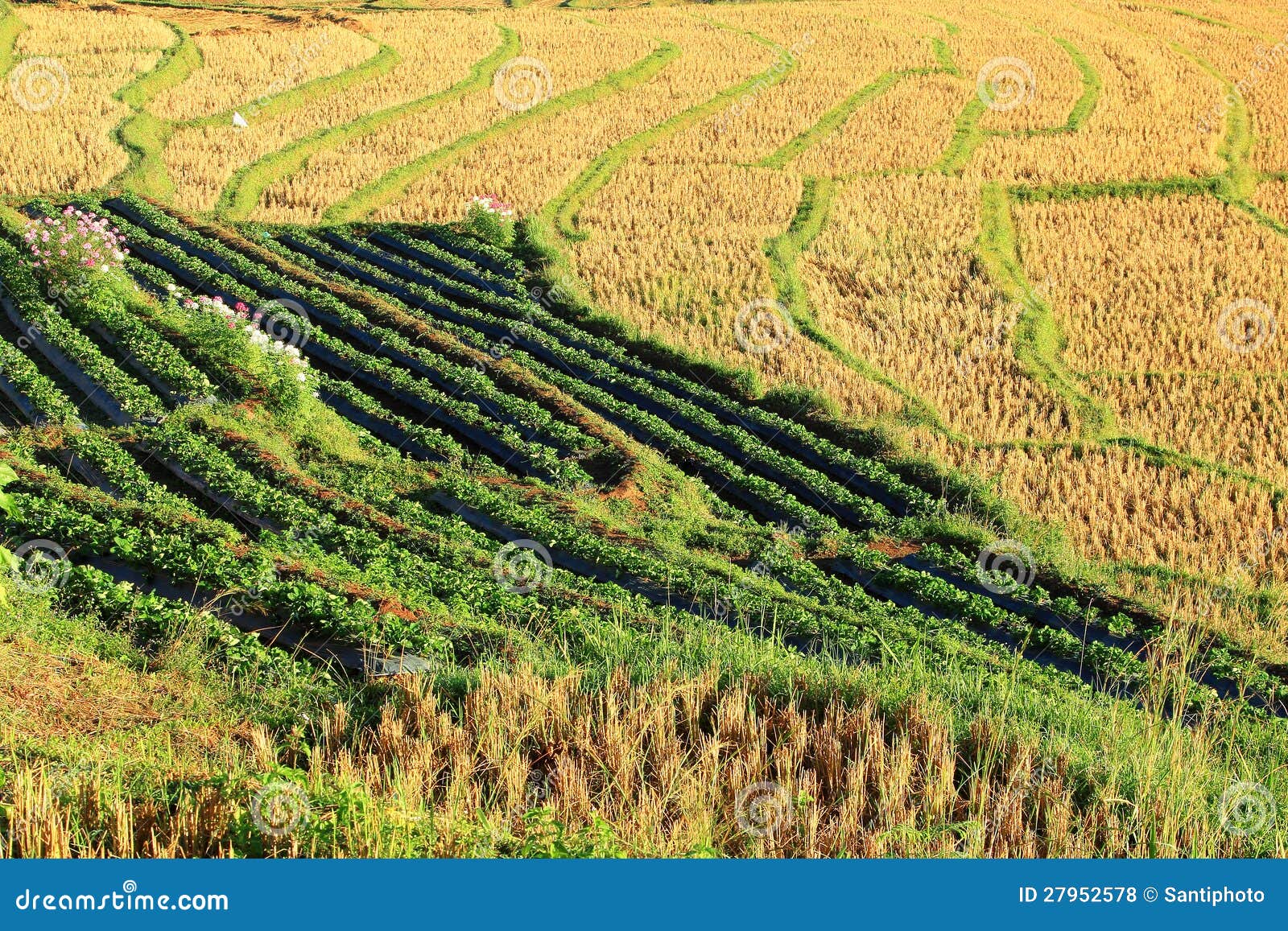 Rice field after harvest stock photo. Image of outdoors - 27952578