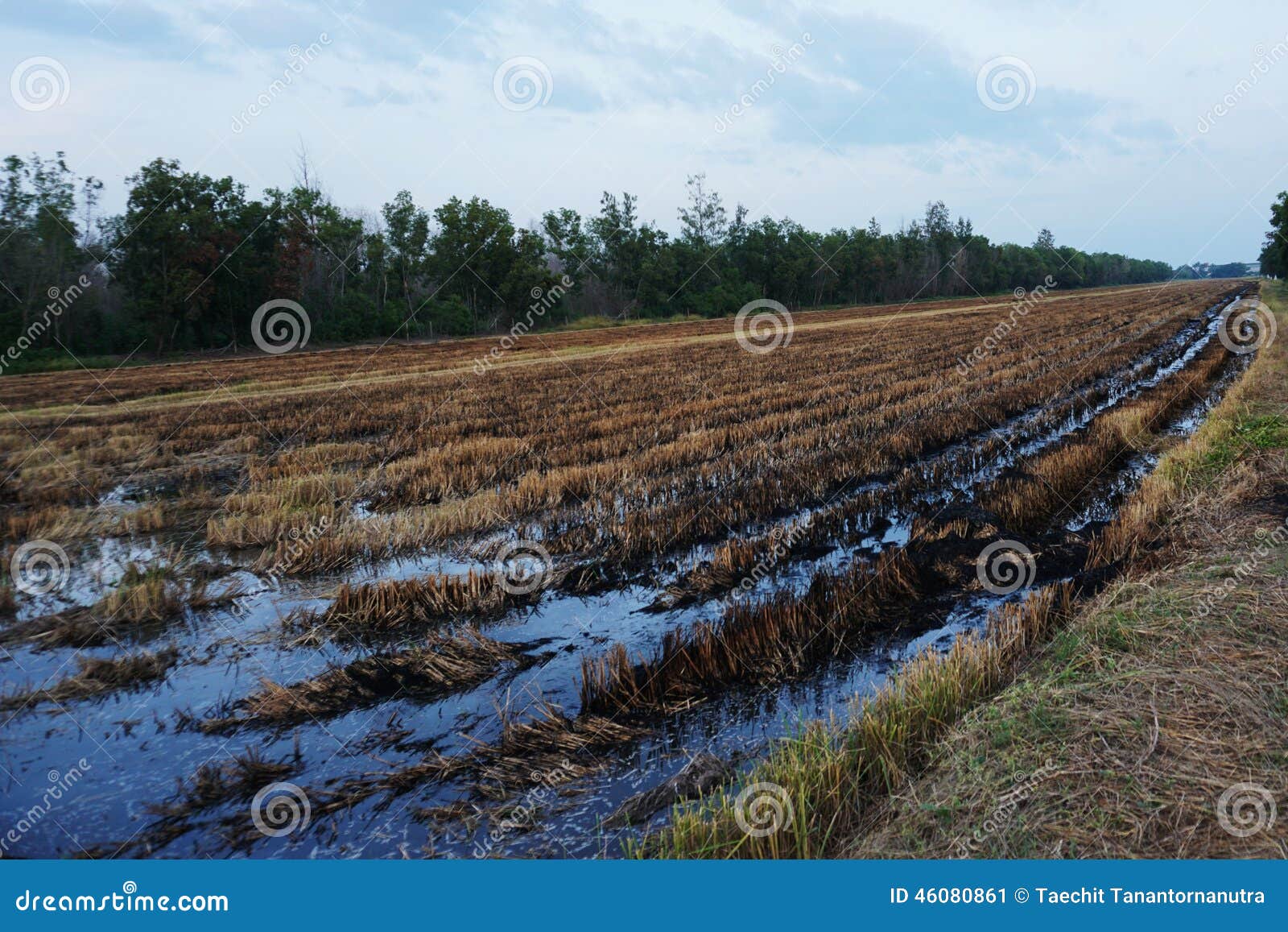 Rice field after harvest 1 stock image. Image of color - 46080861