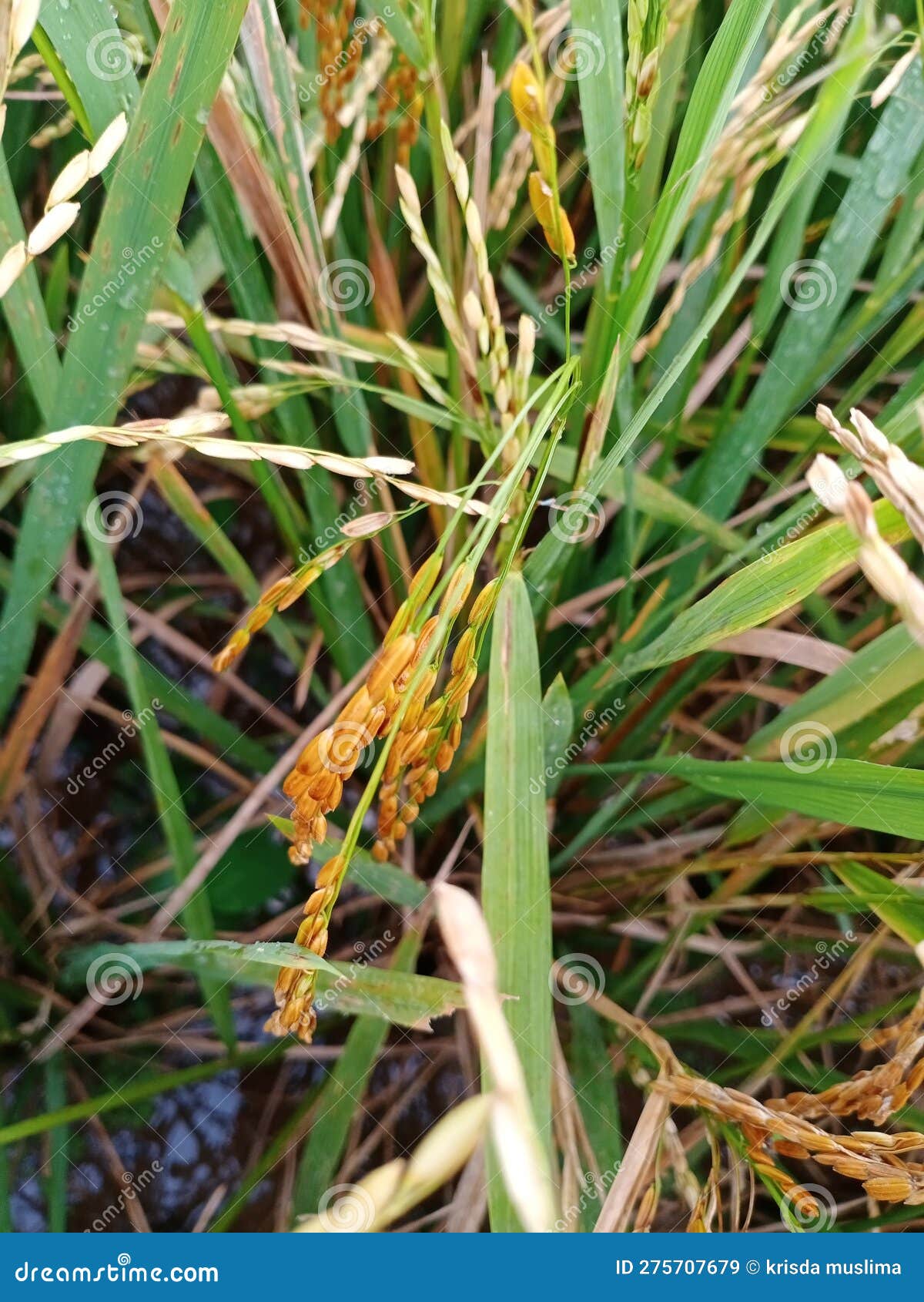 Rice in the Field Harvest Time Stock Image - Image of timing, rice ...