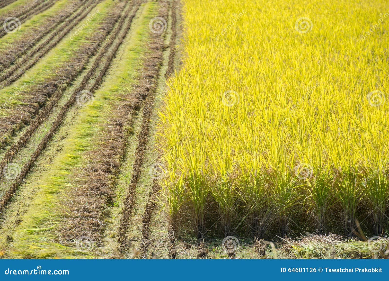 Rice Field during Harvest Time. Stock Photo - Image of crop, branch ...