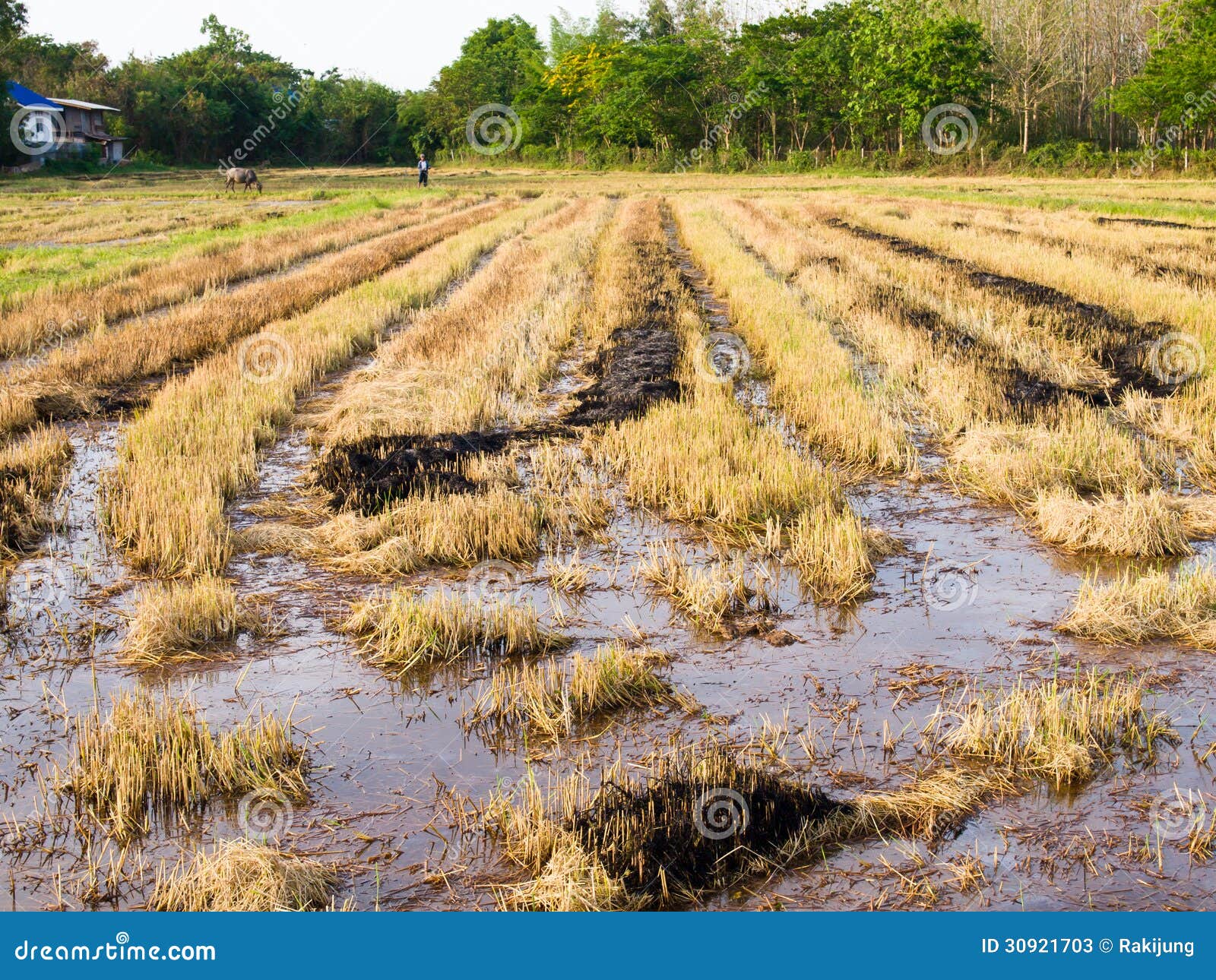 Rice field after Harvested stock image. Image of java - 30921703