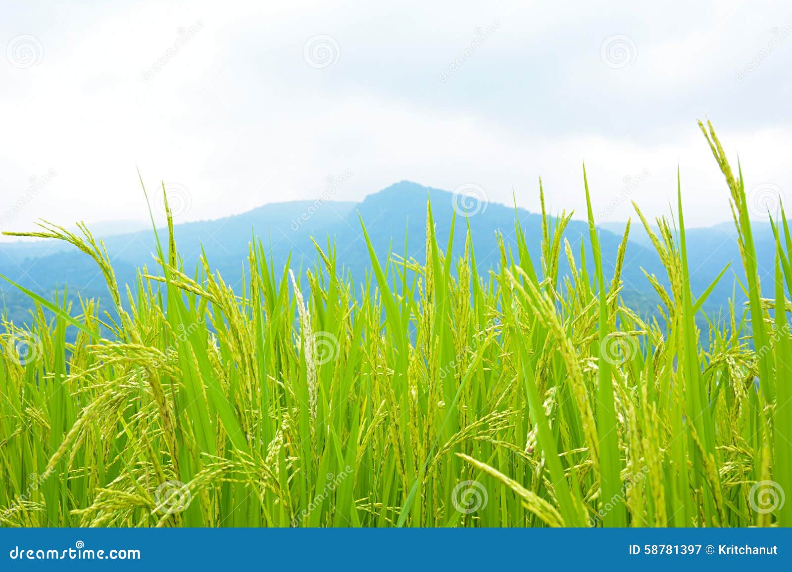 Rice field on the hill stock image. Image of rural, garden - 58781397
