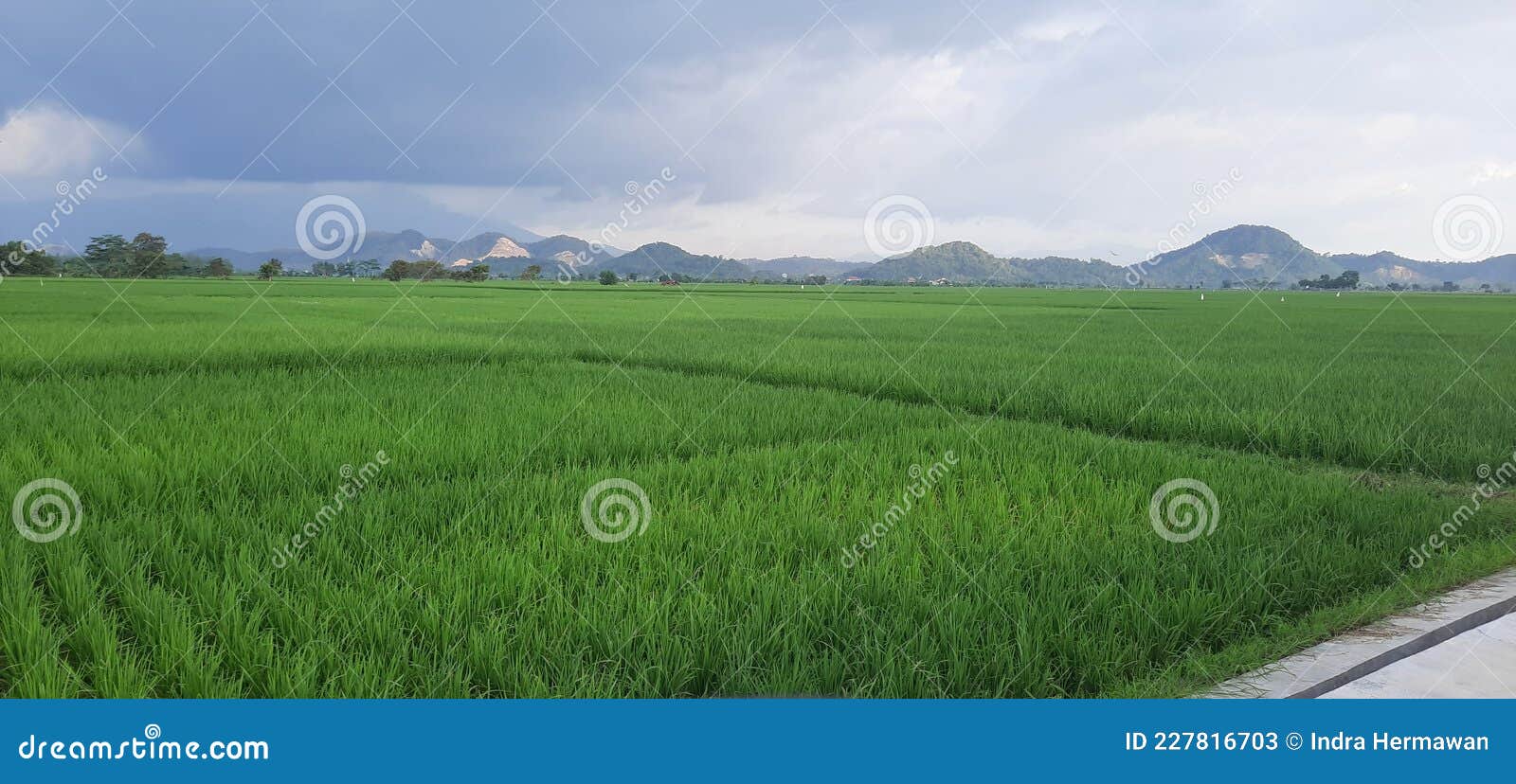Rice Field on the Hill stock image. Image of rice, nature - 227816703