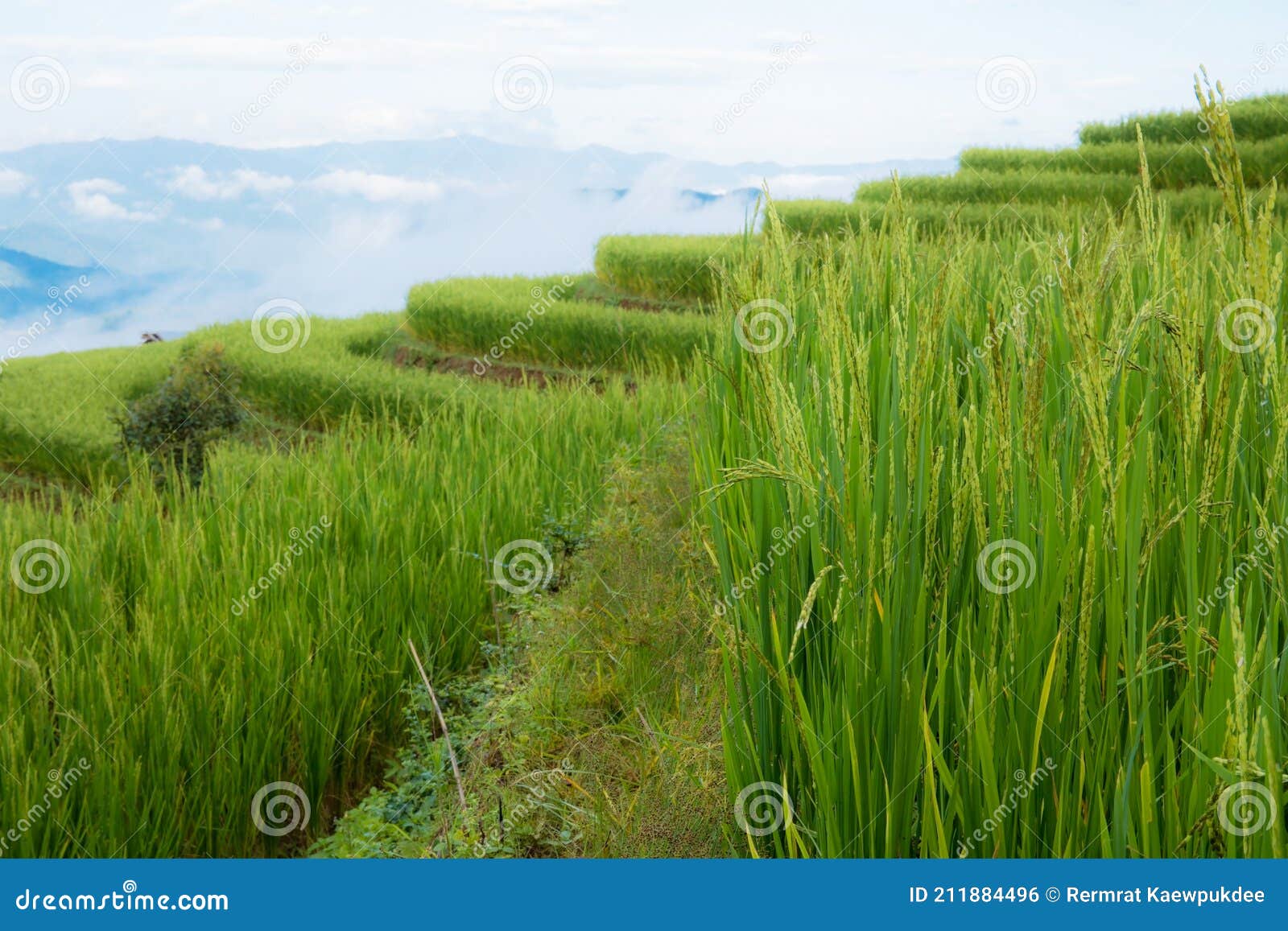 Rice field on hill stock photo. Image of grow, high - 211884496