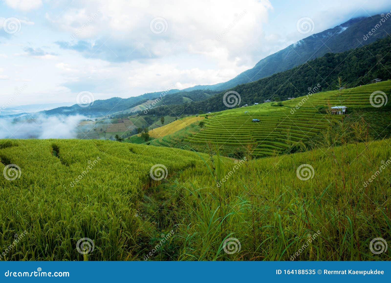 Rice field on hill at sky stock image. Image of green - 164188535