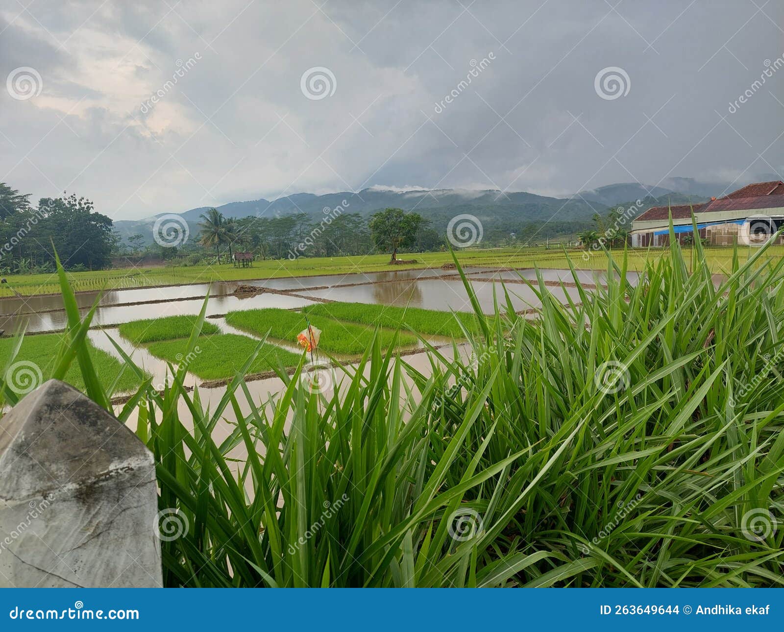 Rice Field and the Hills Covered Clouds Stock Photo - Image of ...