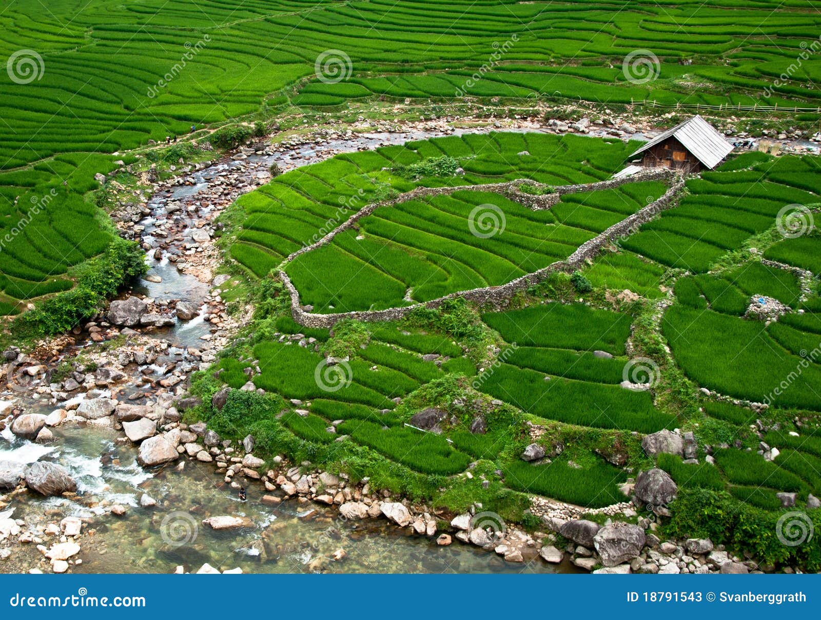 Rice Field House stock image. Image of beautiful, grain - 18791543