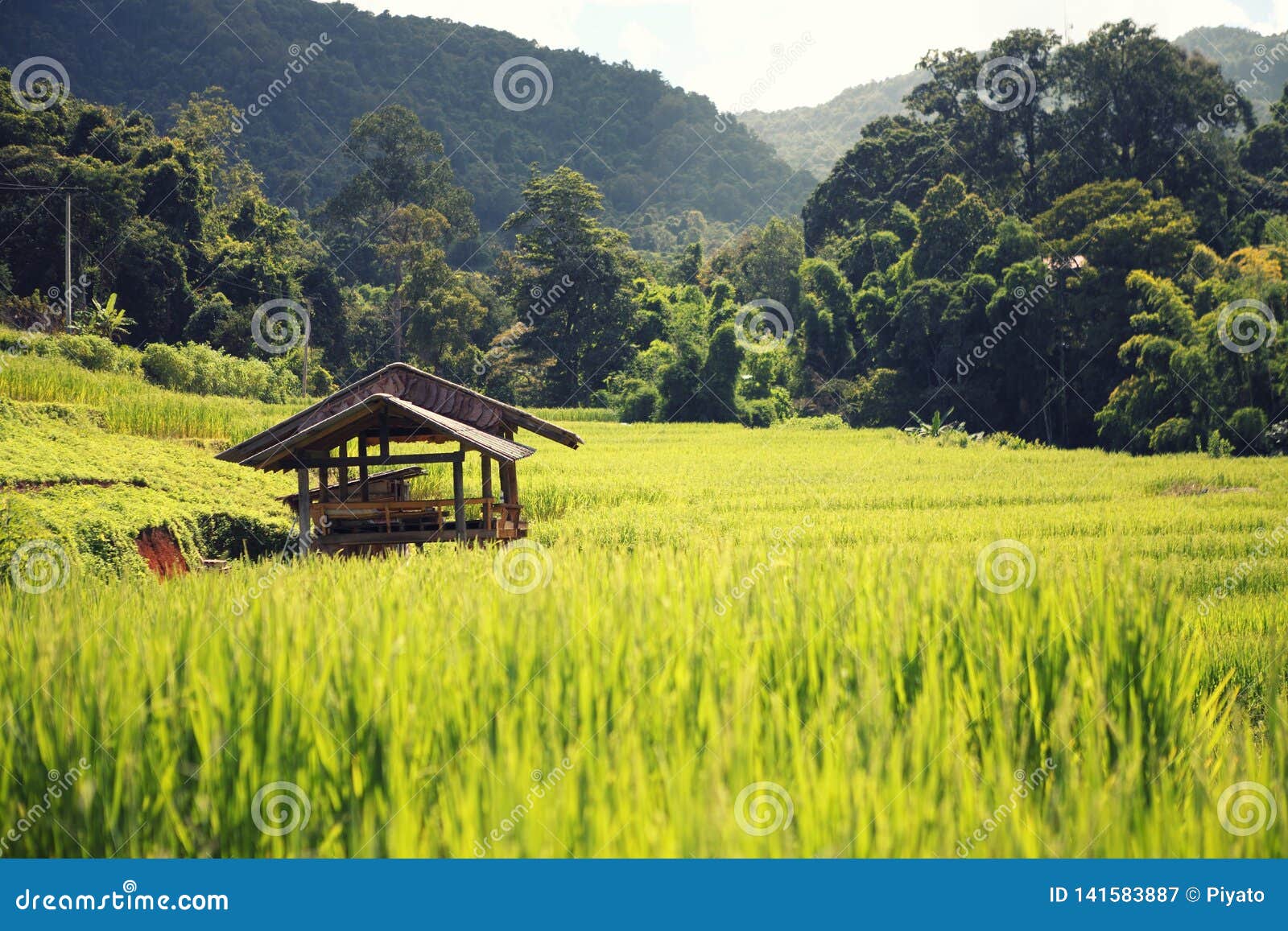 Rice field with hut stock image. Image of green, beauty - 141583887