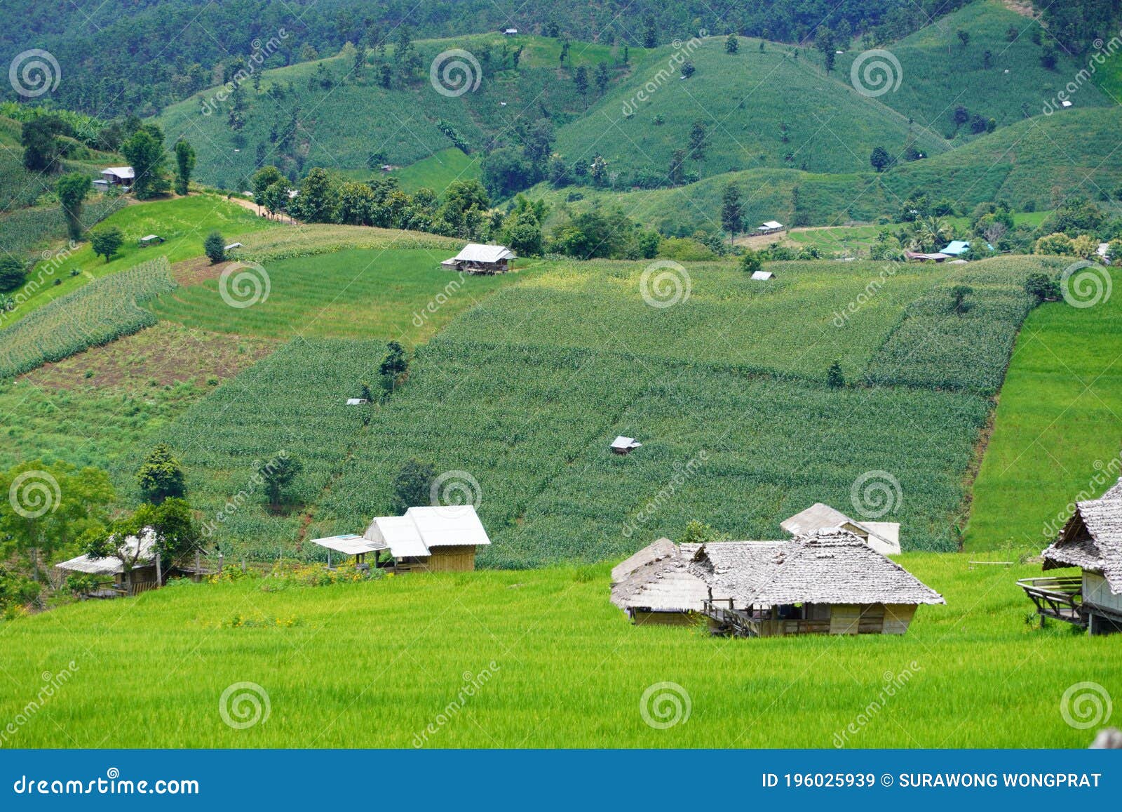 Rice Field with Huts on the Mountain. Stock Image - Image of mountain ...