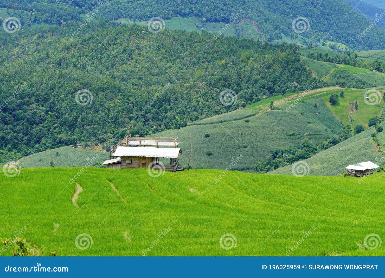 Rice Field with Huts on the Mountain. Stock Image - Image of meadow ...