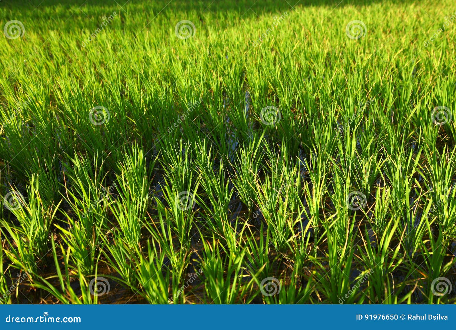Rice field in india stock photo. Image of leaf, asia - 91976650
