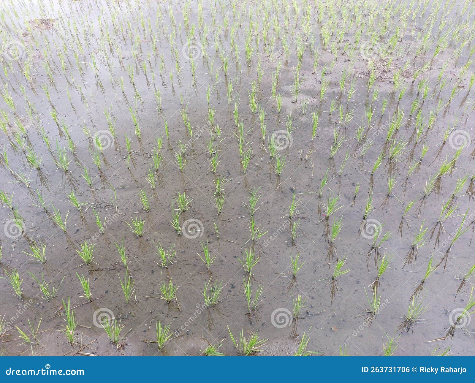 Rice field in indonesia stock photo. Image of rice, field - 263731706