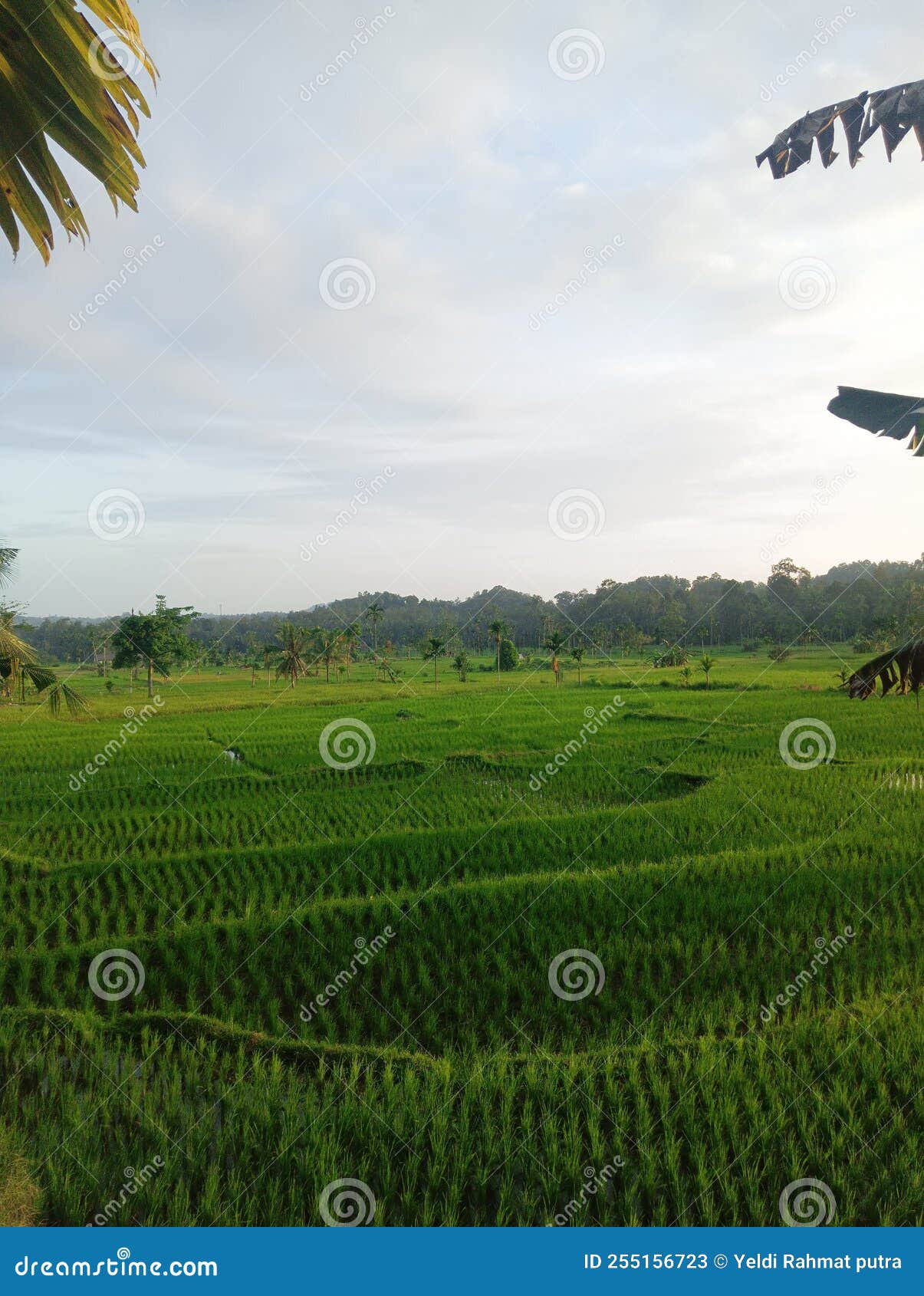 Rice field Indonesian stock image. Image of natur, rice - 255156723