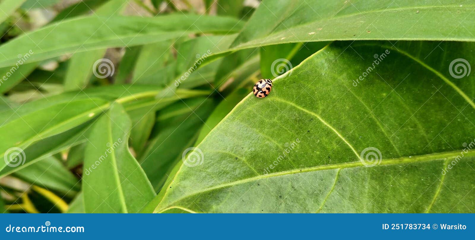 Rice field insects stock photo. Image of branch, animal - 251783734