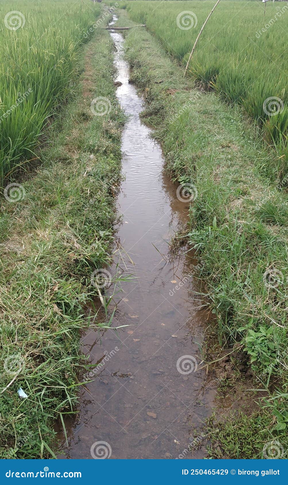 Rice field irrigation stock image. Image of irrigation - 250465429