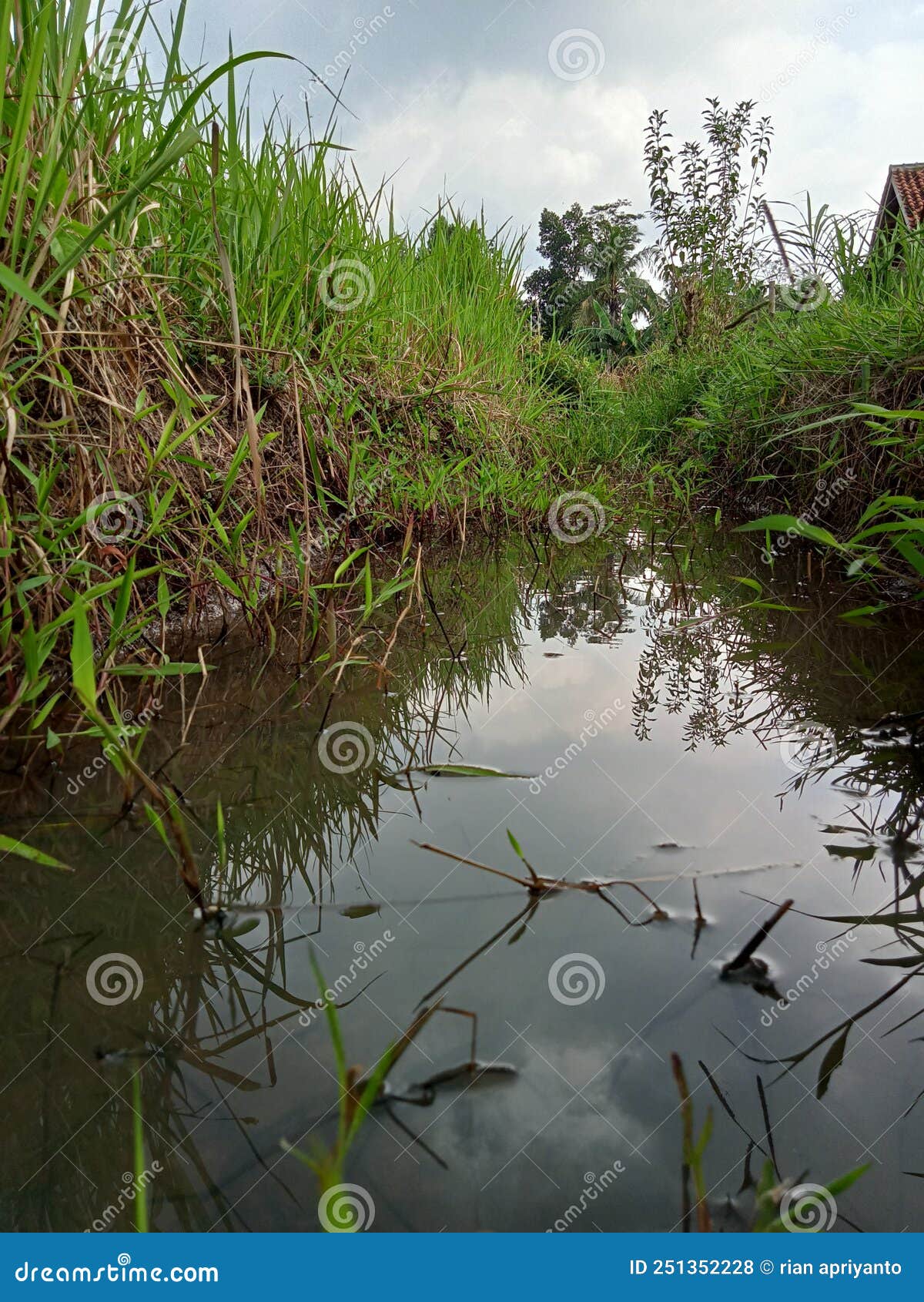Rice field irrigation stock photo. Image of village - 251352228