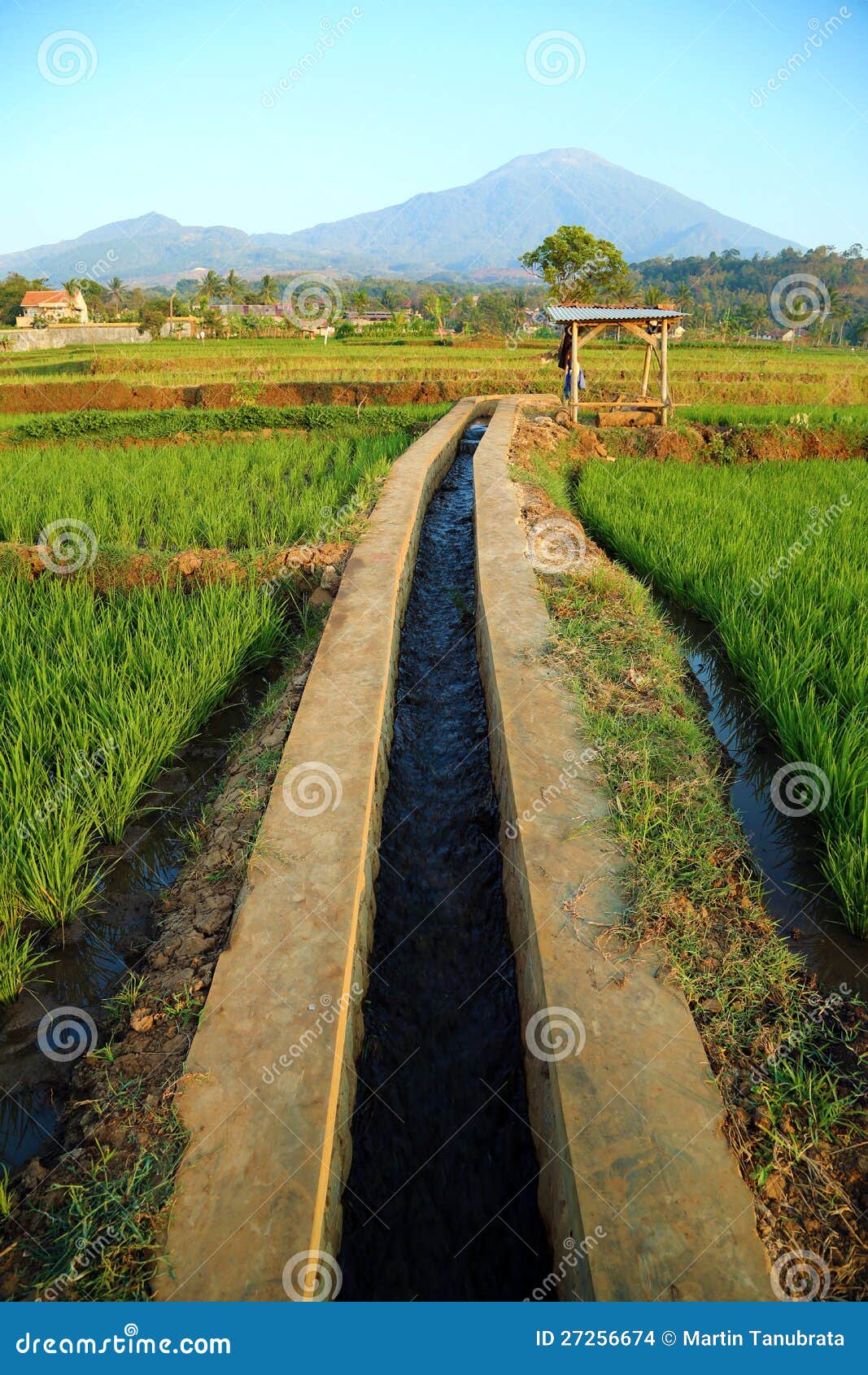 Rice field irrigation stock photo. Image of grassy, landscape - 27256674