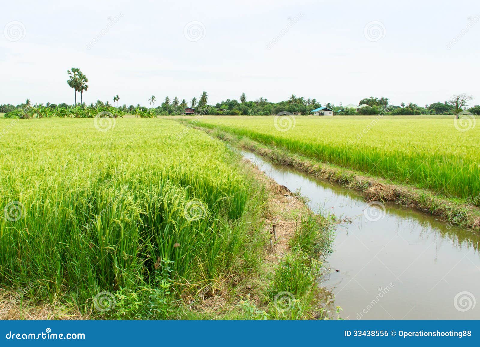Rice Field and Irrigation Canals ,Thailand Stock Photo - Image of ...