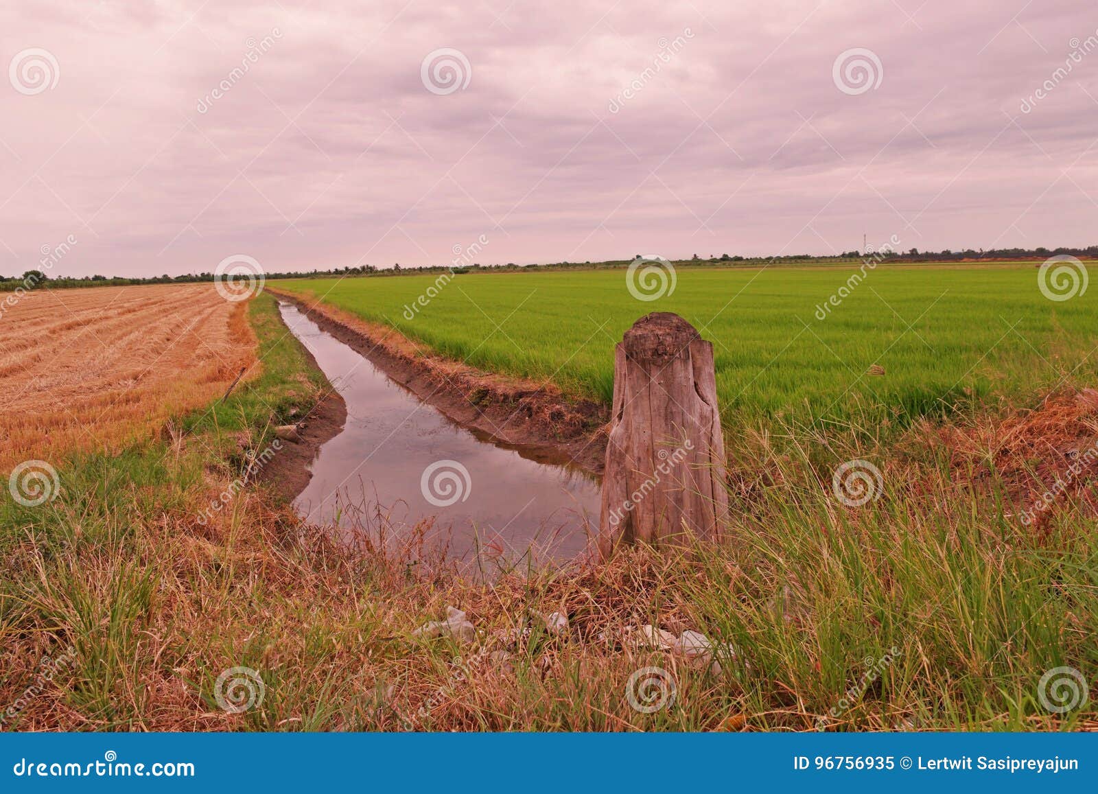Rice Field beside the Irrigation Ditch Stock Image - Image of ...