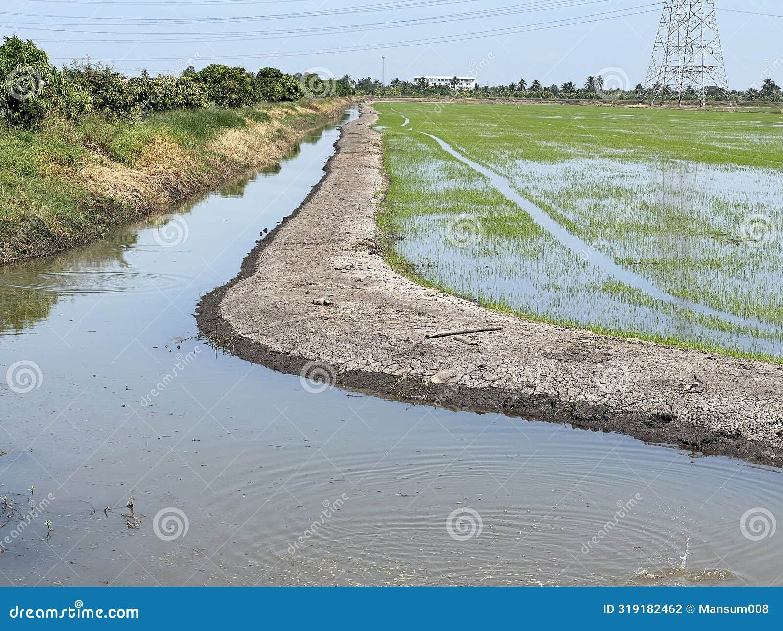 Rice Field with Irrigation System in Thailand Stock Photo - Image of ...