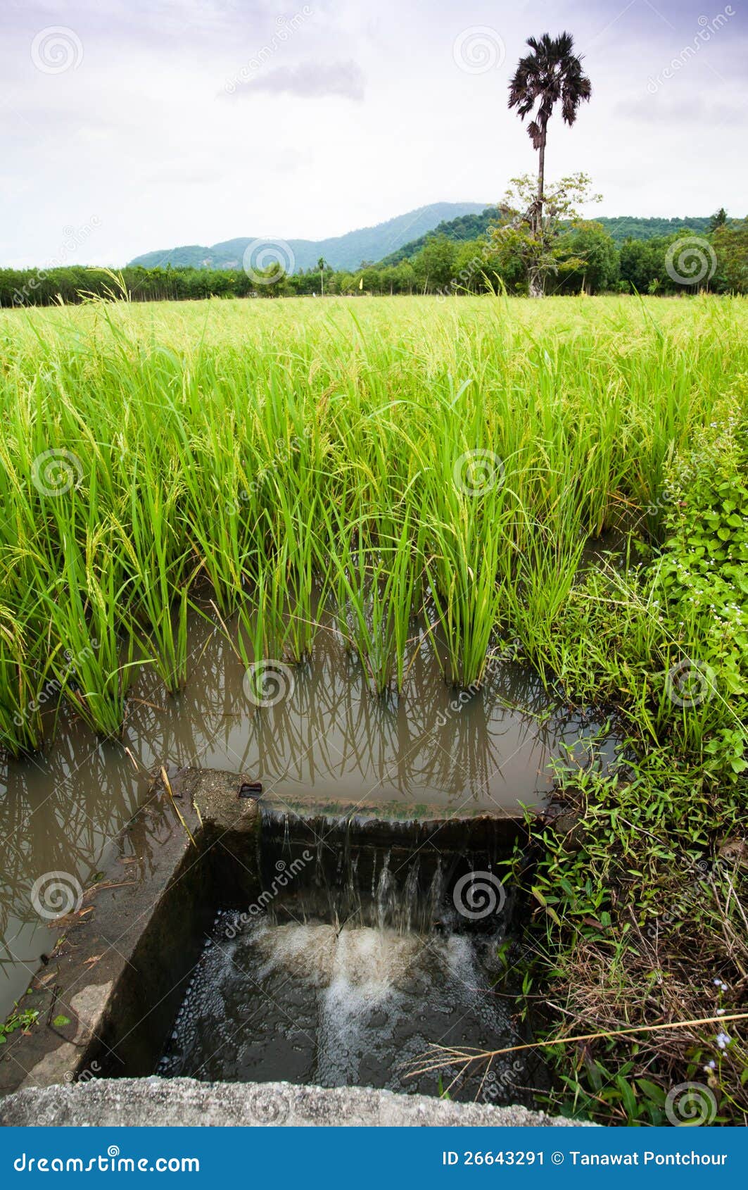 Rice Field Irrigation, Thailand. Stock Image - Image of growing, green ...