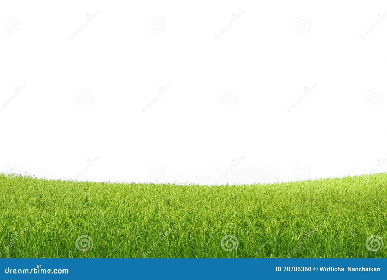 Rice field stock photo. Image of organic, food, harvest - 78786360