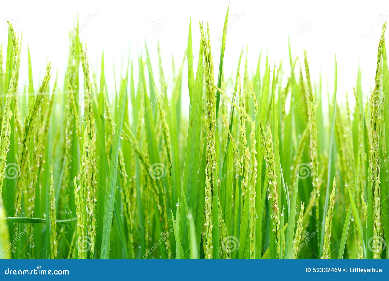 Rice Field Isolated on White. Stock Image - Image of food, bokeh: 52332469