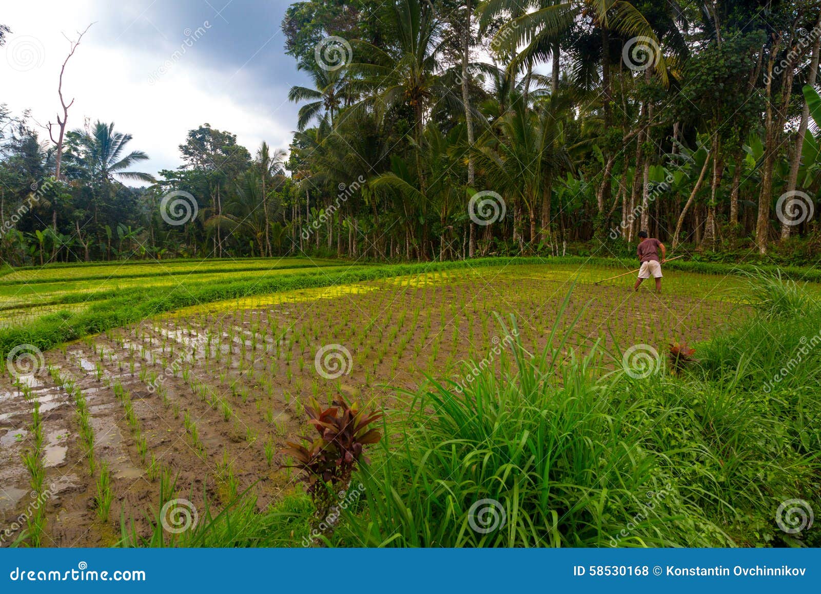 Rice field in the jungle editorial stock photo. Image of harvest - 58530168