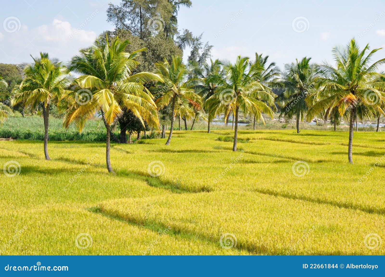 Rice Field in Karnataka (India) Stock Photo - Image of srirangapatna ...