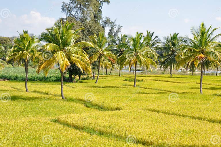 Rice Field in Karnataka (India) Stock Photo - Image of srirangapatna ...