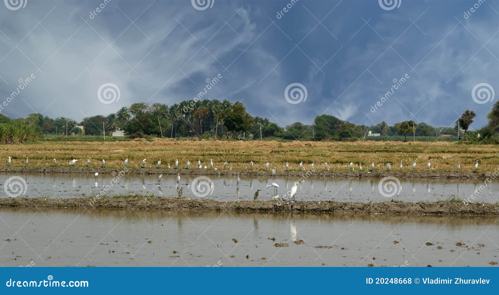 Rice Field. Kerala, South India Stock Photo - Image of india, ecology ...