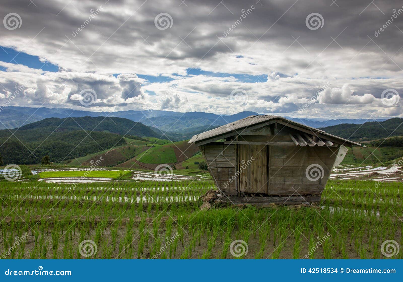 Rice field Ladder stock photo. Image of tropical, grow - 42518534